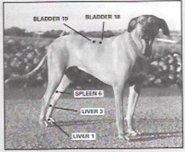 Liver Health in Dogs - Whole Dog Journal