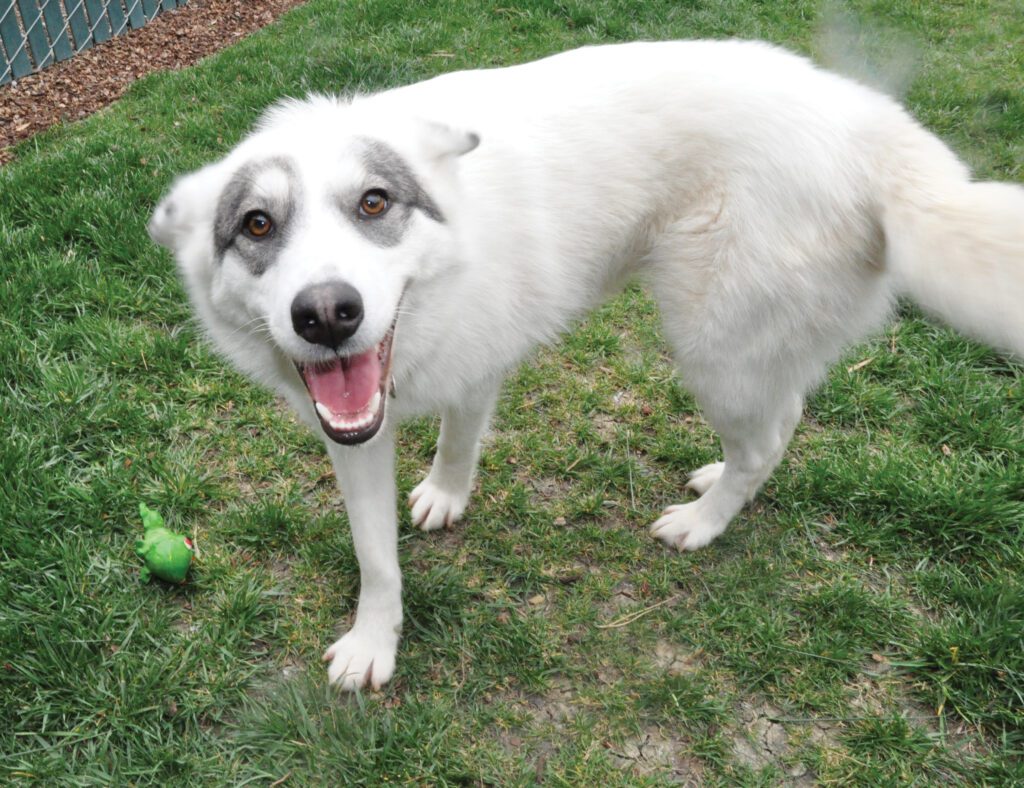 Guide to Reading Canine Body Language - Whole Dog Journal