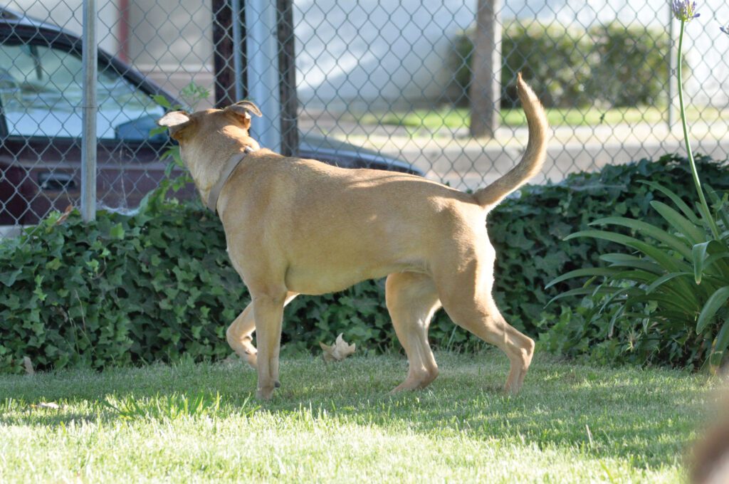 Guide to Reading Canine Body Language - Whole Dog Journal