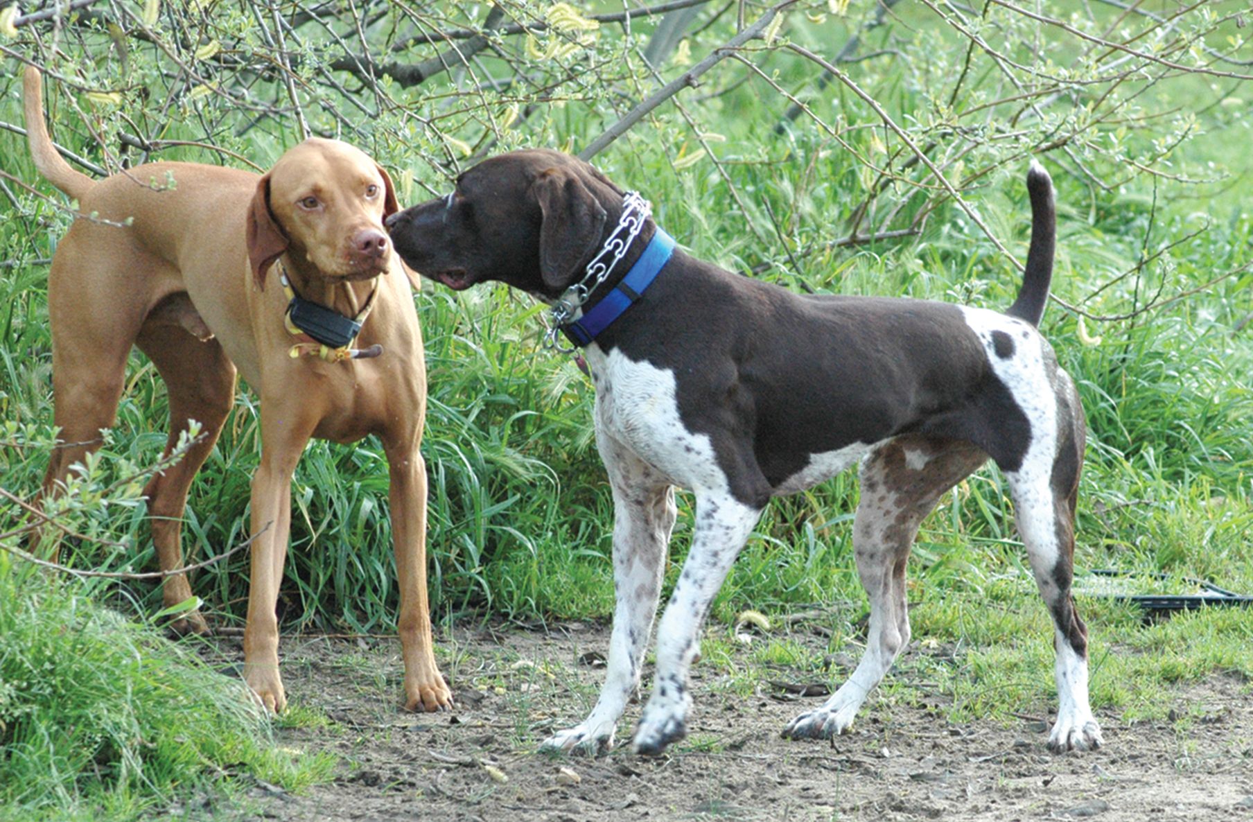 Guide to Reading Canine Body Language - Whole Dog Journal