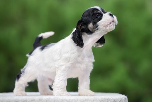The Meanings Behind Different Dog Sounds - Whole Dog Journal