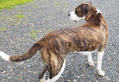 Guide to Reading Canine Body Language - Whole Dog Journal