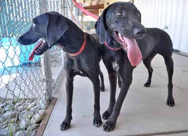 Your Guide to Dog Facial Expressions - Whole Dog Journal