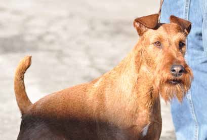 Your Guide to Dog Facial Expressions - Whole Dog Journal