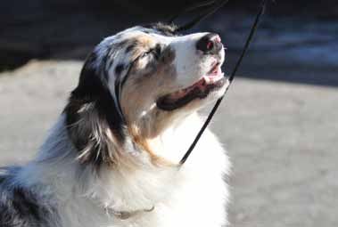 Your Guide to Dog Facial Expressions - Whole Dog Journal