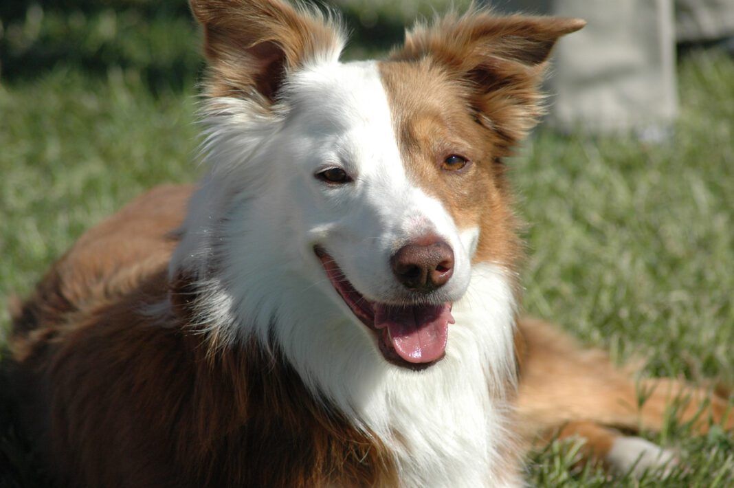 Walking in Sunshine - Whole Dog Journal