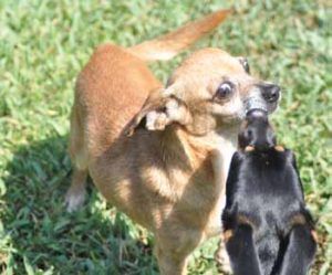 Your Guide to Dog Facial Expressions - Whole Dog Journal