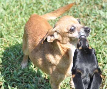 Your Guide to Dog Facial Expressions - Whole Dog Journal