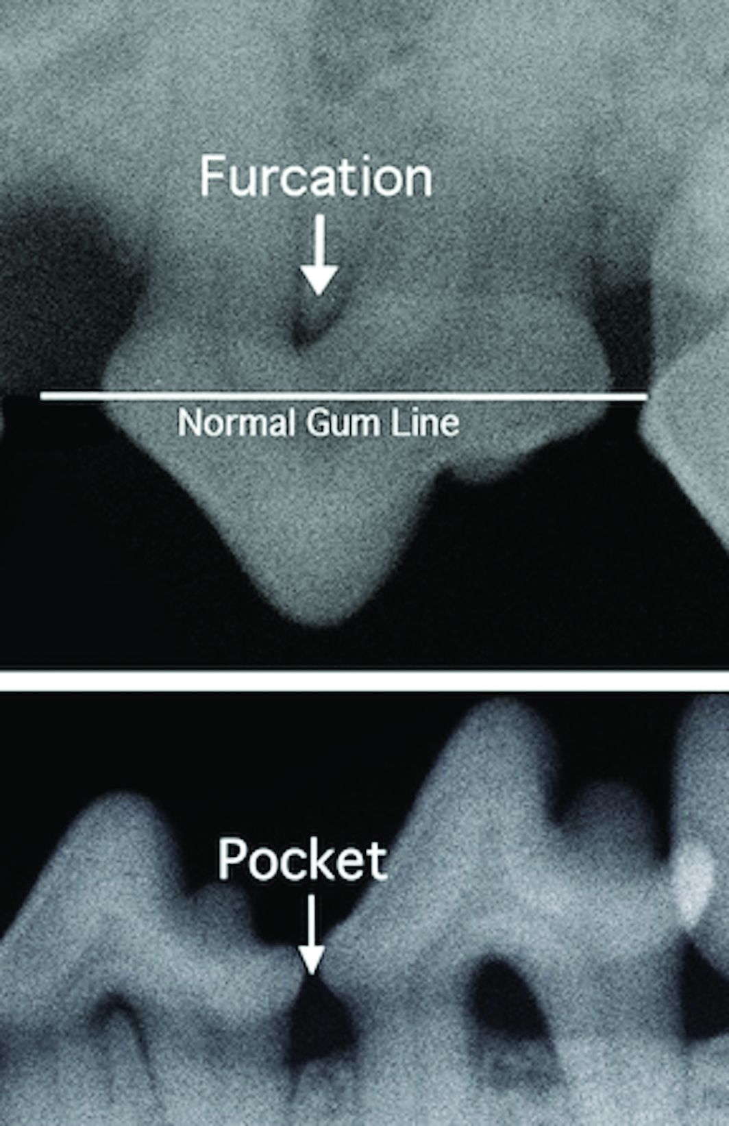 Save Your Dog's Teeth with Home Care - Whole Dog Journal