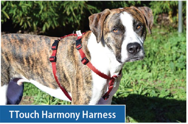 Finding the Best Front Clip Dog Harness - Whole Dog Journal