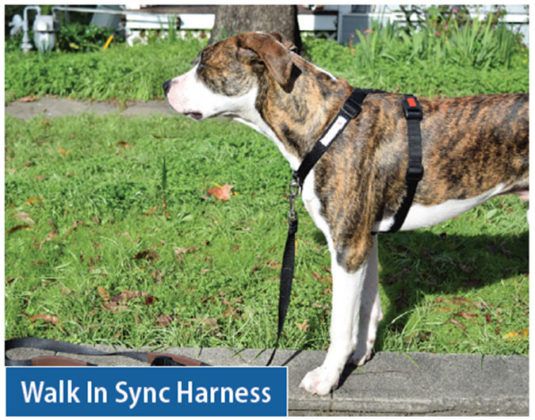 Finding the Best Front Clip Dog Harness - Whole Dog Journal