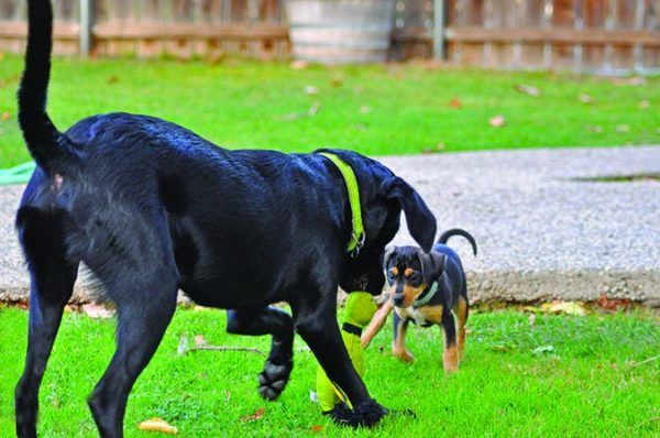 The Complete Puppy Socialization Guide - Whole Dog Journal
