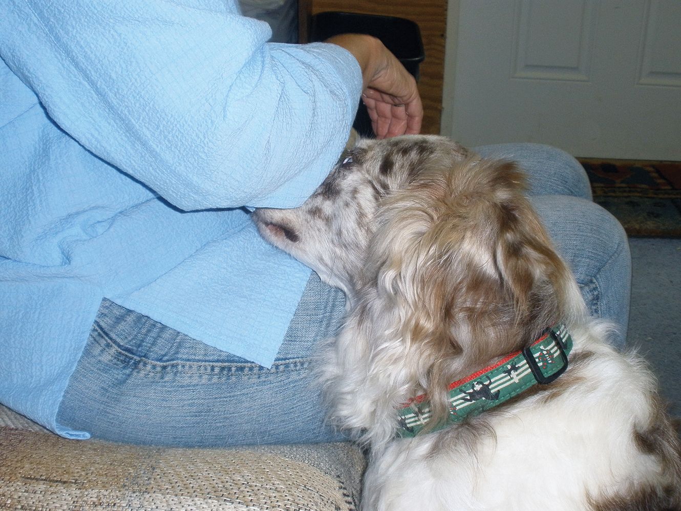 Stop Your Dog's Demanding Behavior - Whole Dog Journal