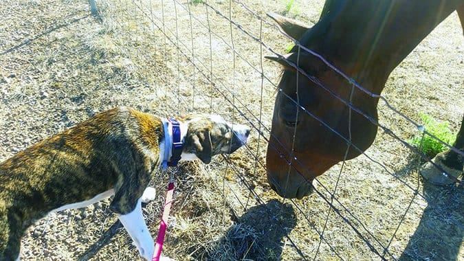 How to Teach Your Dog to Greet Nicely - Whole Dog Journal