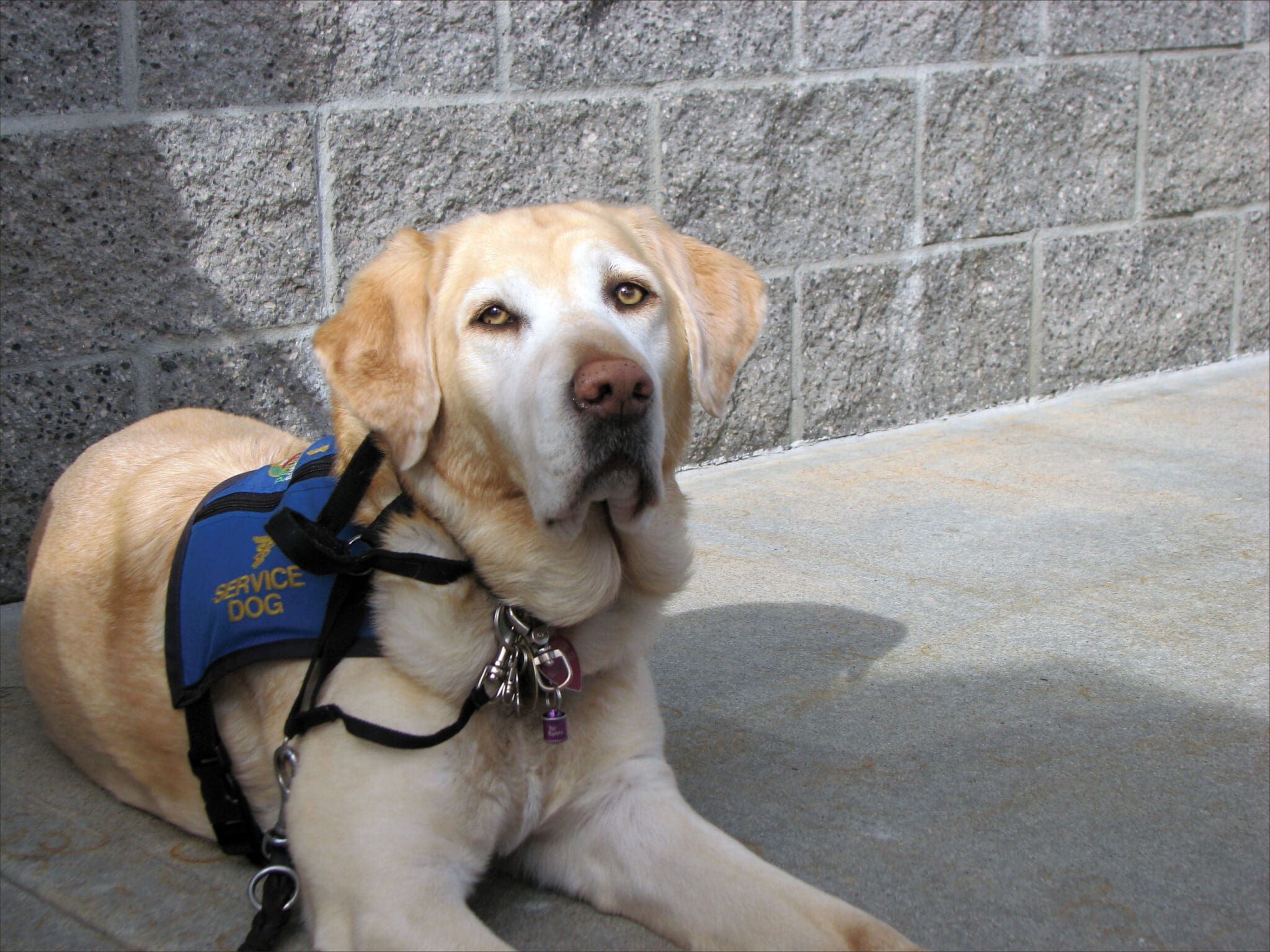 Diabetic Alert Dogs - Whole Dog Journal