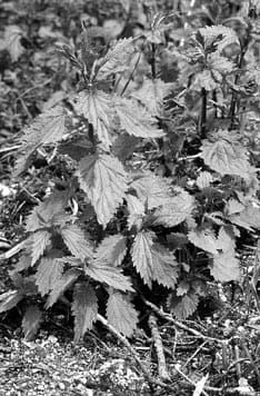 Nettle for Dogs - Whole Dog Journal