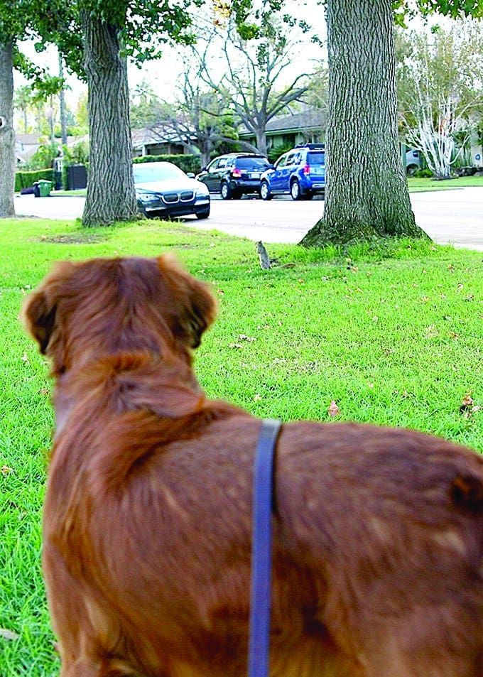 Fluency and Generalization in Dog Training - Whole Dog Journal