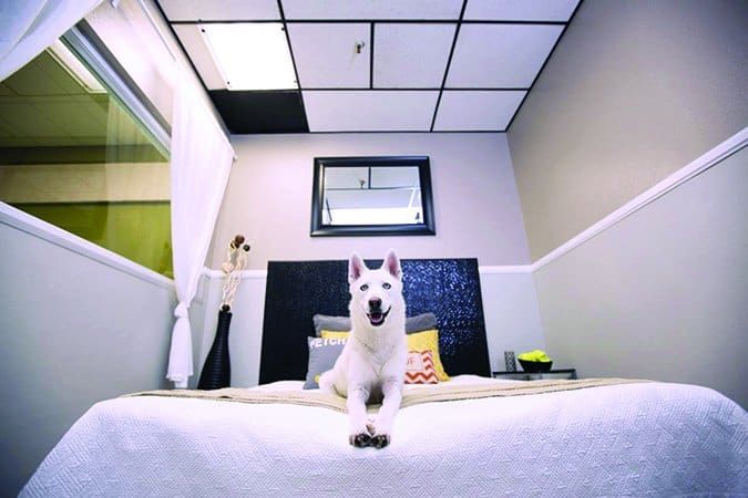 The Boarding Kennel Checklist - Whole Dog Journal