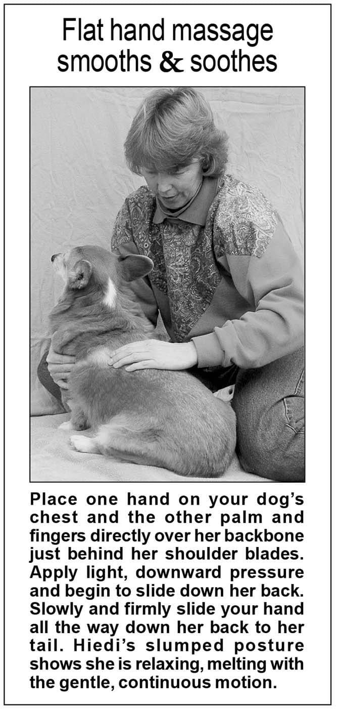 Back Massage Techniques for Dogs - Whole Dog Journal