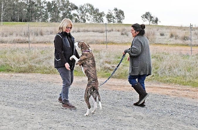 Your Dog's Behavior: When to Manage, When to Train - Whole Dog Journal