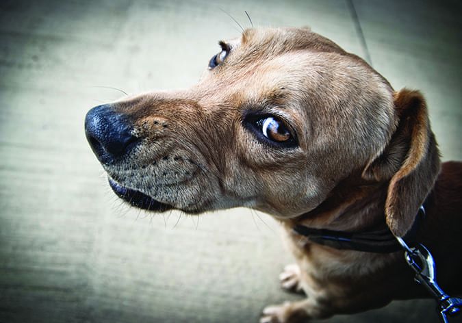 What Causes Aggressive Dog Behavior? - Whole Dog Journal