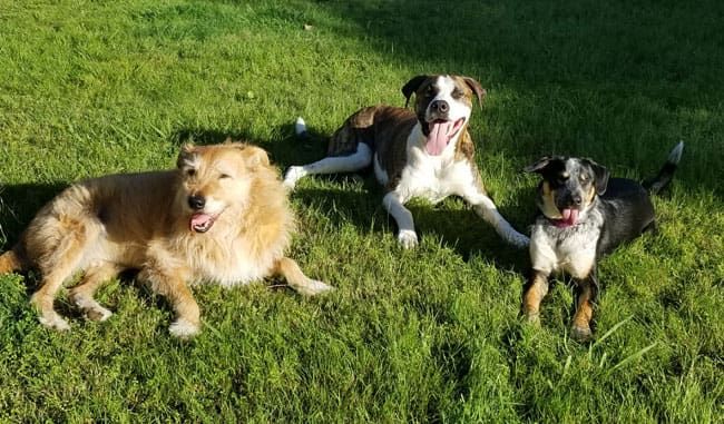 Take the Sit/Down/Stand challenge! - Whole Dog Journal