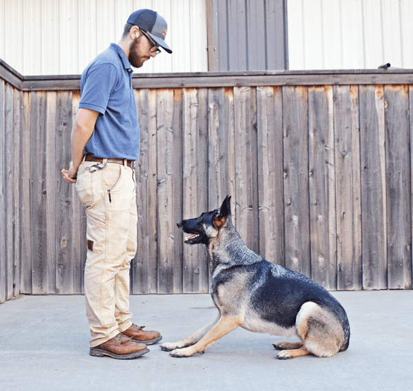 How to Teach Verbal Cues - Whole Dog Journal