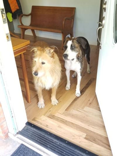 Does your dog have a rock solid recall? - Whole Dog Journal