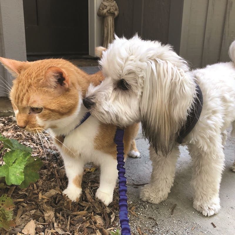 Tips on Living With and Training a Blind Dog - Whole Dog Journal