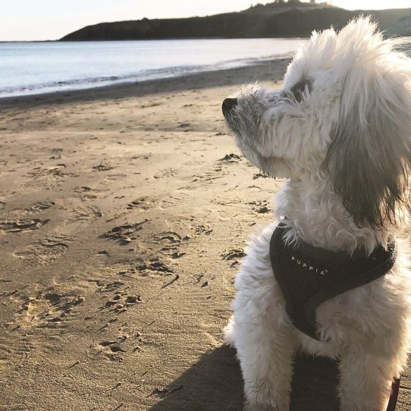 Tips on Living With and Training a Blind Dog - Whole Dog Journal