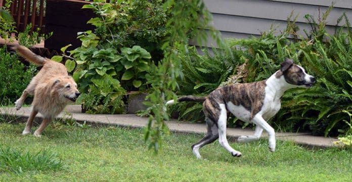 Why Play Is Important For Dogs - Whole Dog Journal