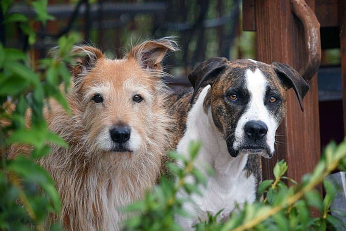 Why Play Is Important For Dogs - Whole Dog Journal