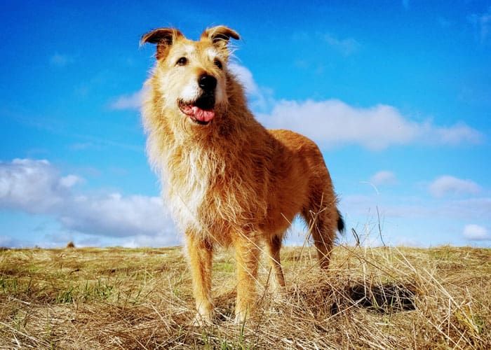 Winter Worries - Whole Dog Journal