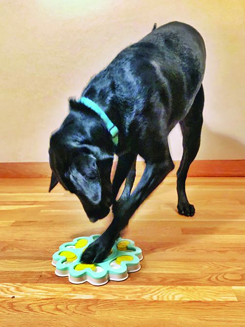 Reforming a Reactive Dog - Whole Dog Journal