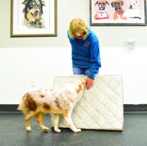 Mat Training Tips - Whole Dog Journal
