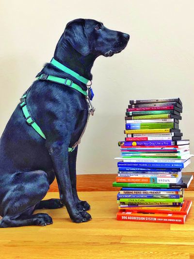 Reforming a Reactive Dog - Whole Dog Journal