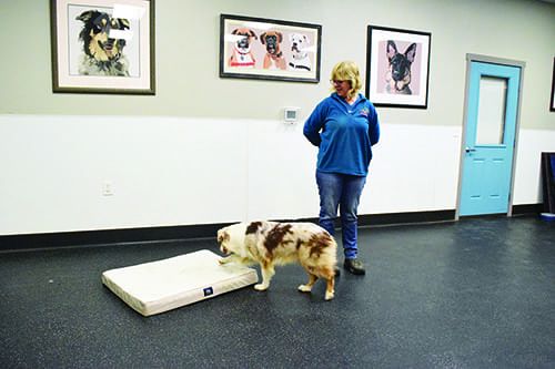 Mat Training Tips - Whole Dog Journal