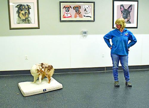 Mat Training Tips - Whole Dog Journal