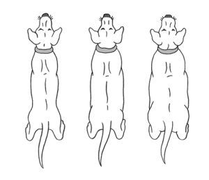 How Much Should You Feed Your Dog? - Whole Dog Journal