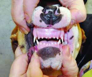 Tooth Root Resorption - Whole Dog Journal