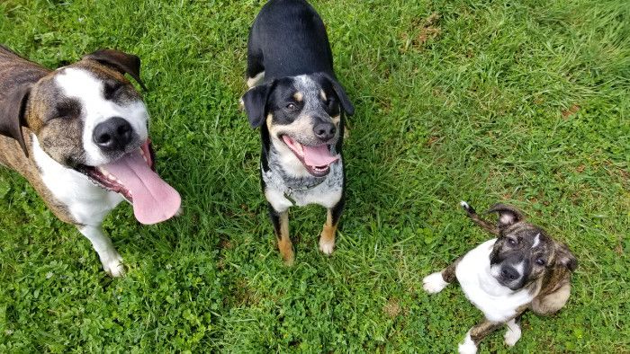 New World Order, Puppy Edition - Whole Dog Journal