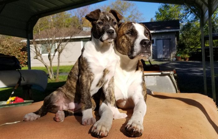 New World Order, Puppy Edition - Whole Dog Journal