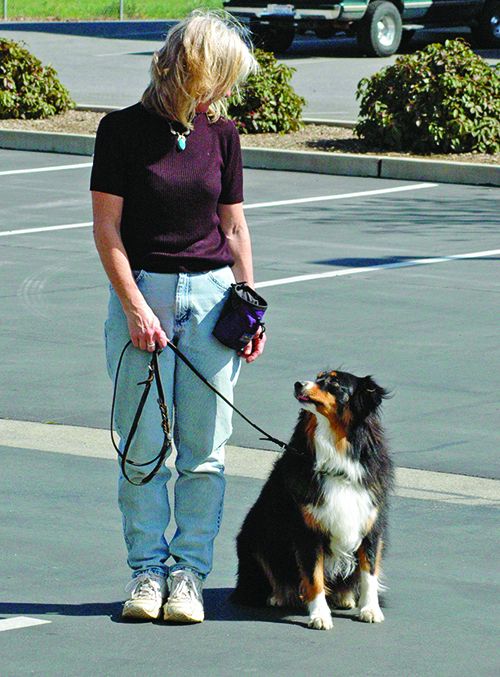 Life Lessons Learned From Training Dogs - Whole Dog Journal