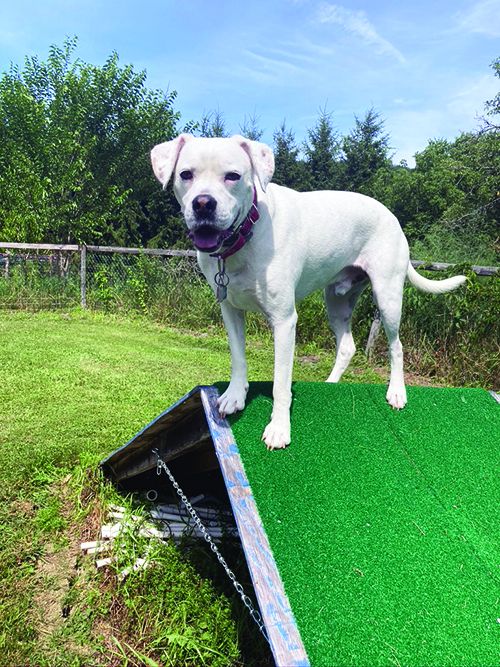 Five Ways to Make Your Dog's Yard Safe and Fun - Whole Dog Journal
