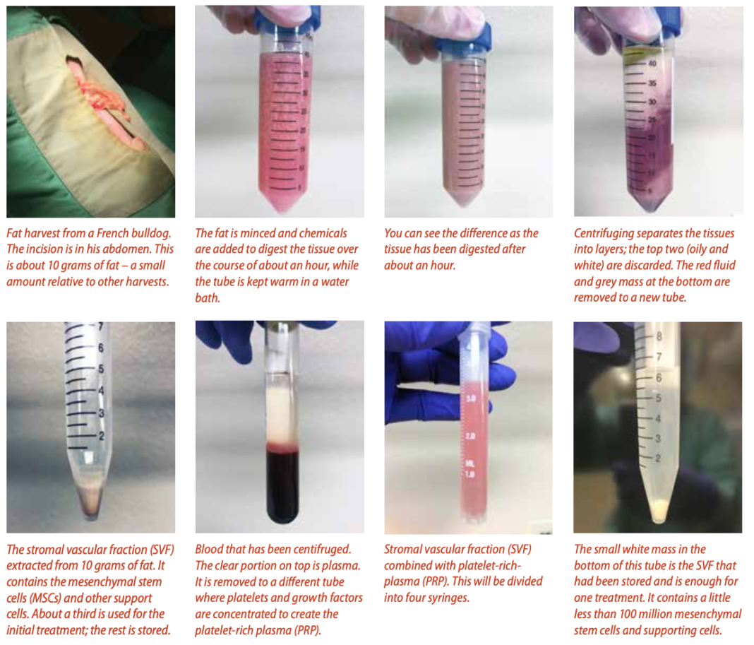 Canine Stem Cell Therapy - Whole Dog Journal