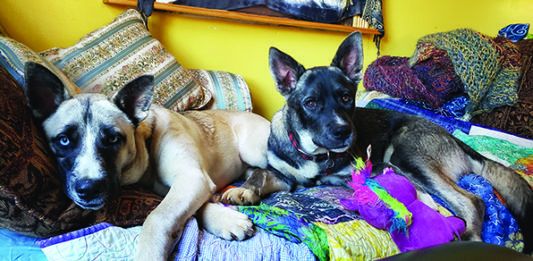 Are Two Pups Better Than One? - Whole Dog Journal