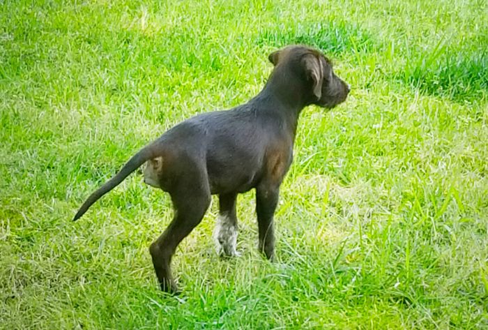 When Dog Ownership Gets Tough - Whole Dog Journal