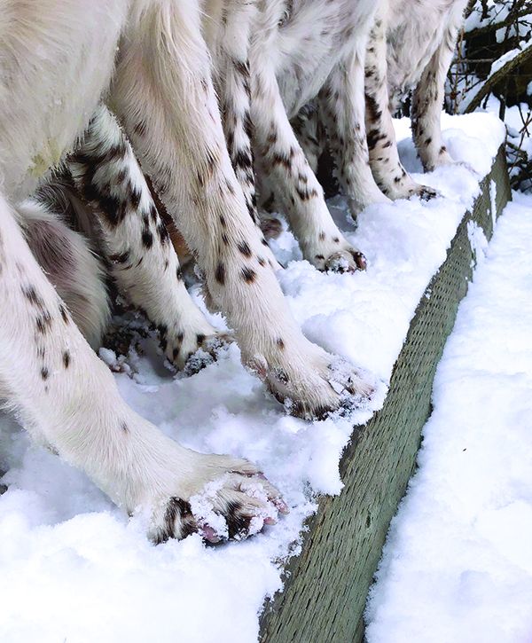 Maintaining and Protecting Your Dog's Paws During Winter - Whole Dog ...