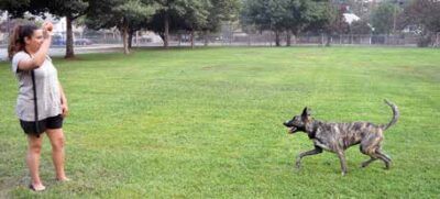 Positive Reinforcement Dog Training Without Treats - Whole Dog Journal