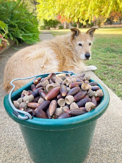 Acorns Can Pose a Danger to Dogs - Whole Dog Journal